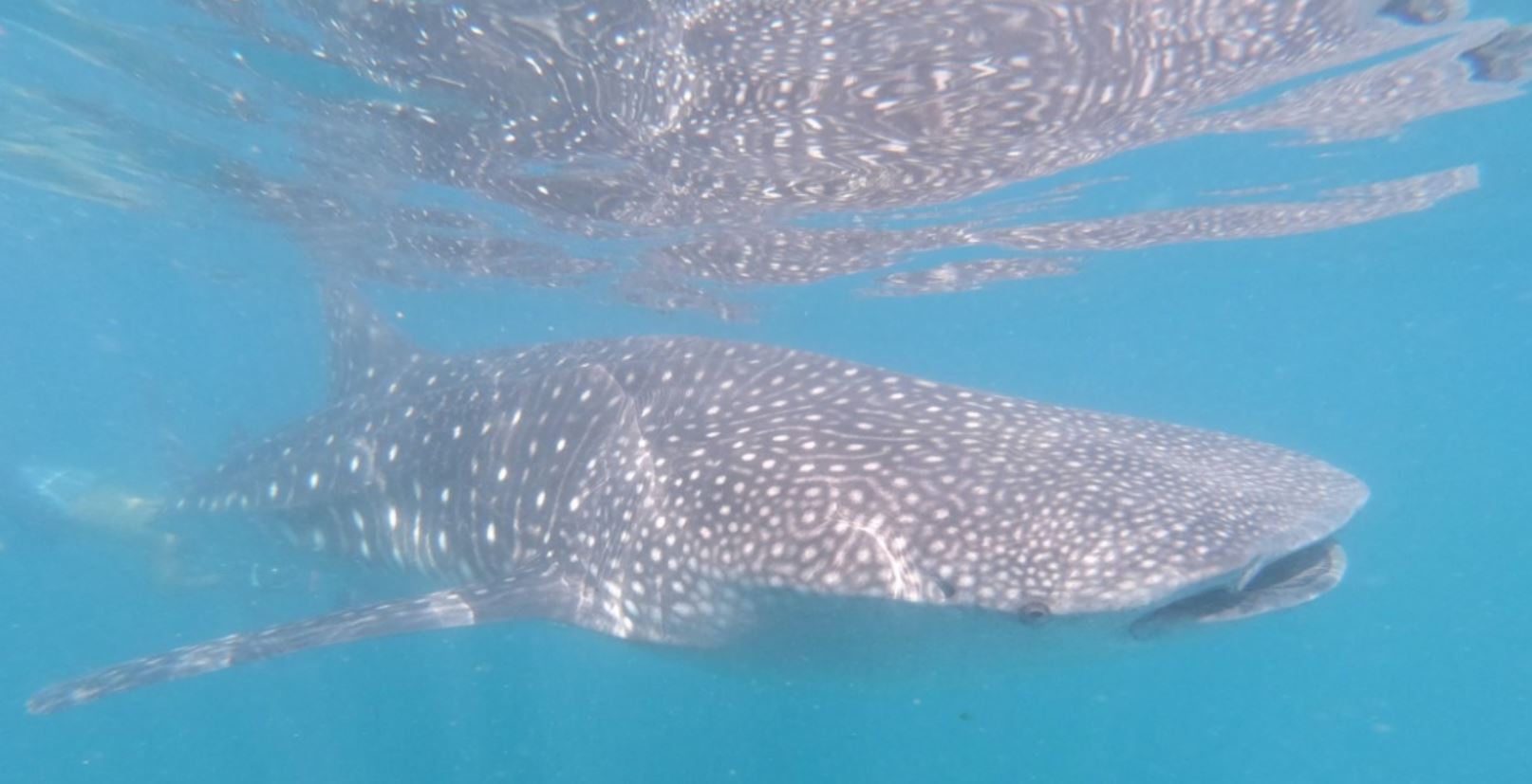 19 new whale sharks sighted in Donsol, Sorsogon waters ... 19 new whale sharks sighted in Donsol, Sorsogon waters ...