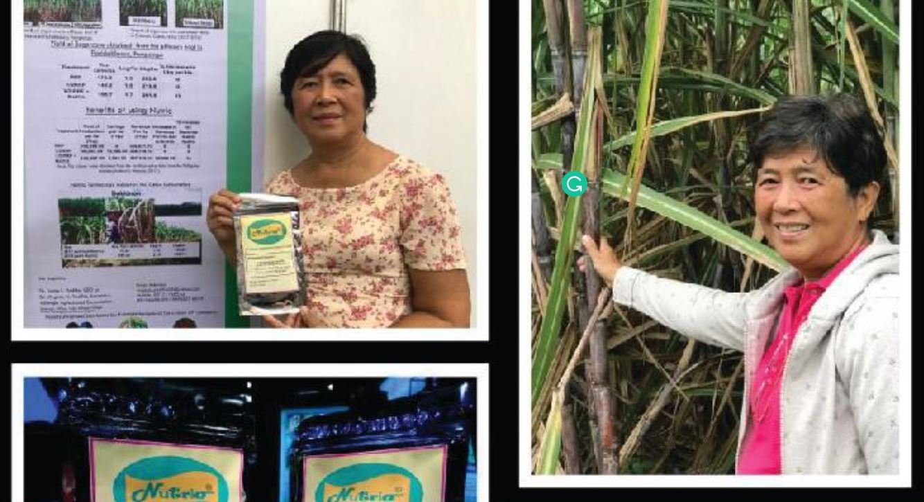 UP scientist develops bio-fertilizer to improve sugarcane yield ...